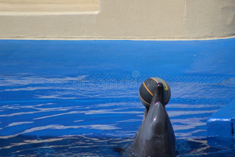 Dolphin playing with ball stock image. Image of aquatic - 91673385