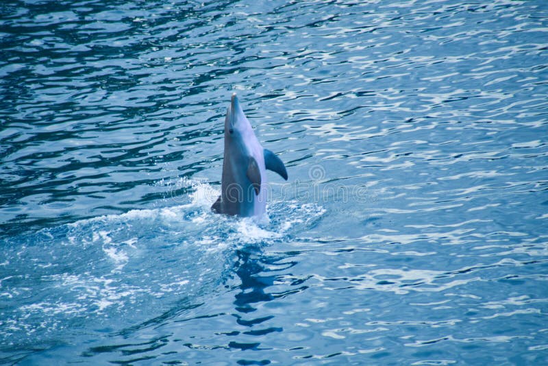 Dolphin doing tricks stock image. Image of aquatic, water - 15999015