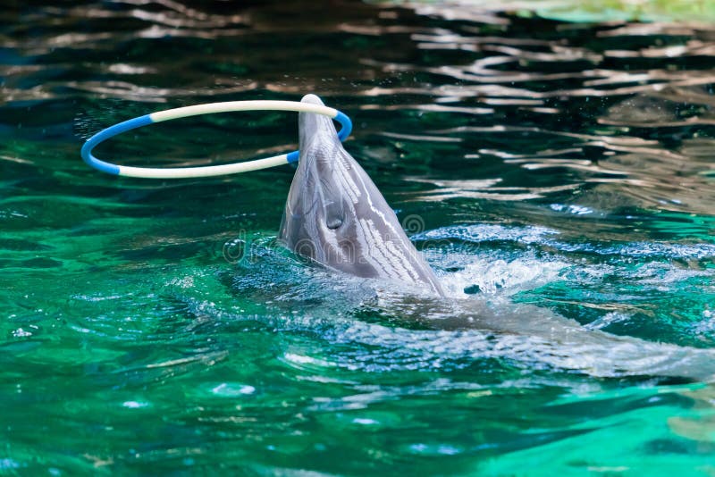 Dolphin stock image. Image of park, jump, animal, ripples - 53419341