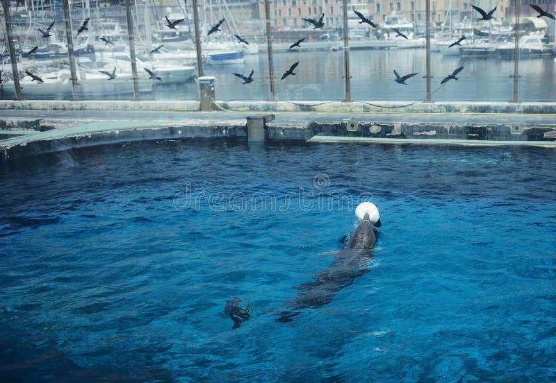 Dolphin Playing with a White Ball in the Pool Stock Photo - Image of ...