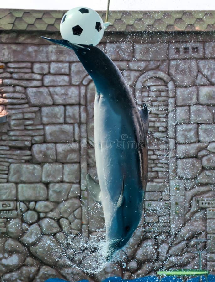 Dolphin plays stock image. Image of friend, pool, pacific - 1245957