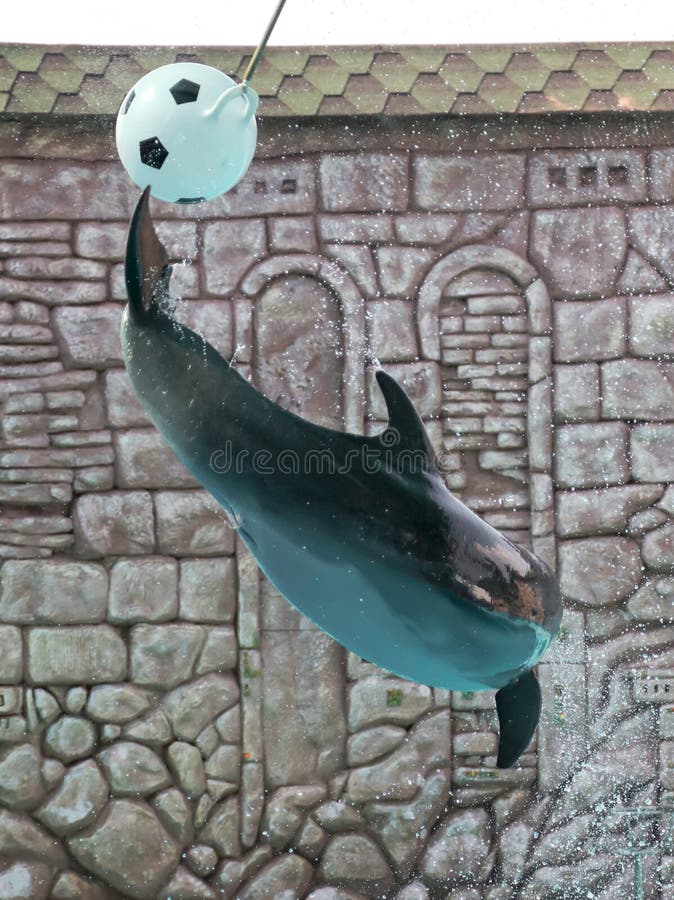 Dolphin Plays with a Ball in the Pool Stock Photo - Image of outdoor ...