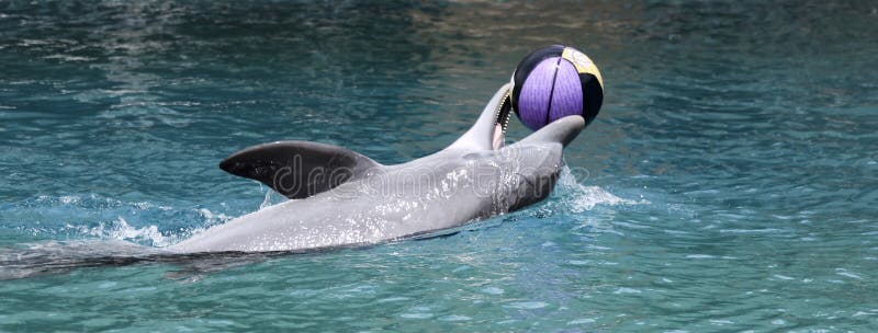 Dolphin playing basketball stock vector. Illustration of exact - 9441746