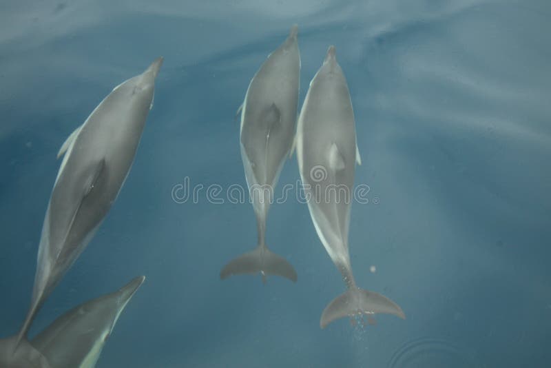 Dolphin Pod Picture. Image: 3338943