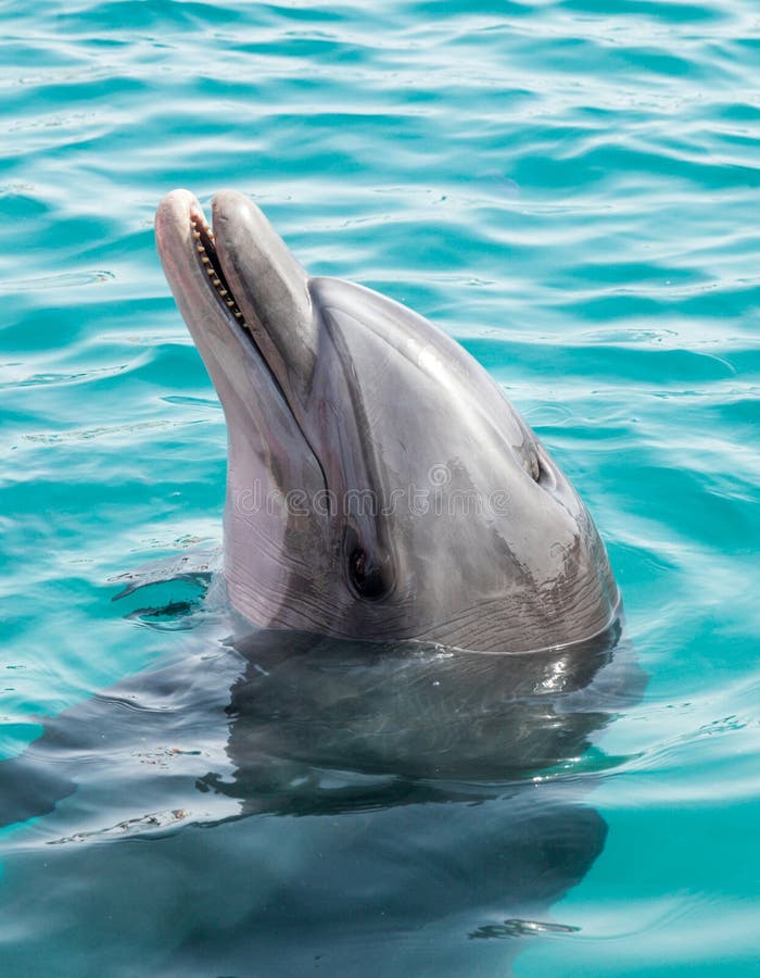 Dolphin Poking Its Head Out of Water Stock Photo - Image of interactive ...