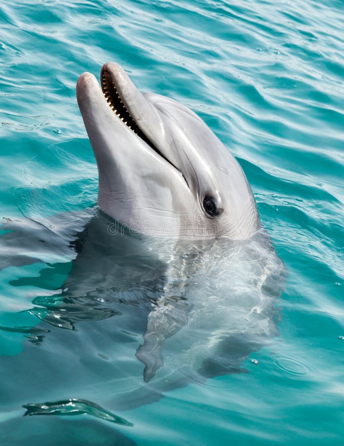 Dolphin Poking Its Head Out of Water Stock Image - Image of water ...
