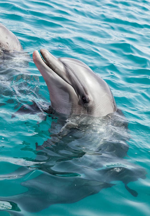 Dolphin Poking Its Head Out of Water Stock Photo - Image of graceful ...