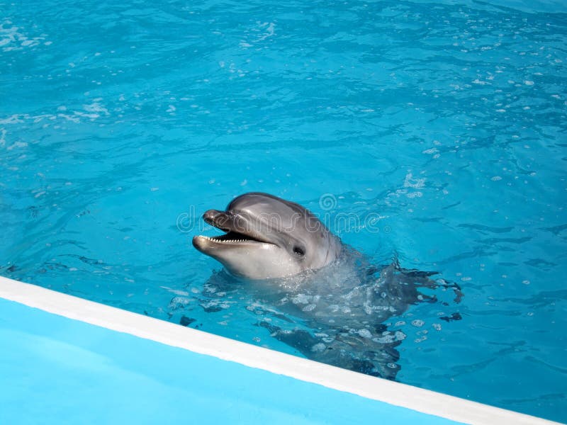 Dolphin in pool stock image. Image of game, intelligent - 23150215
