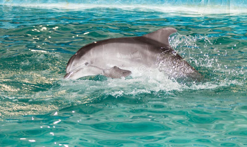 Dolphin in the pool stock photo. Image of dolphin, animal - 111932676