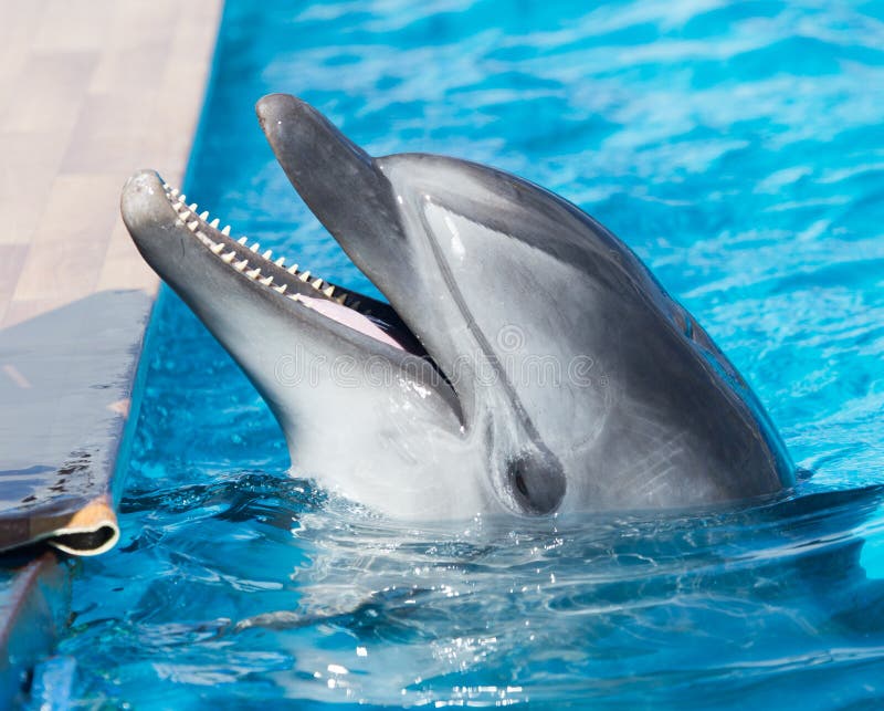 Dolphin in the pool stock image. Image of nature, flipper - 100483735