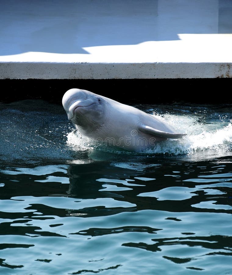 Dolphin stock image. Image of representation, head, rock - 37264507