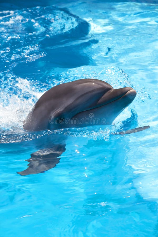 Dolphin in the pool stock image. Image of pool, blue - 32508275