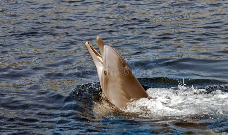 Fish Ouy 864 Stock Photos - Free & Royalty-Free Stock Photos from ...