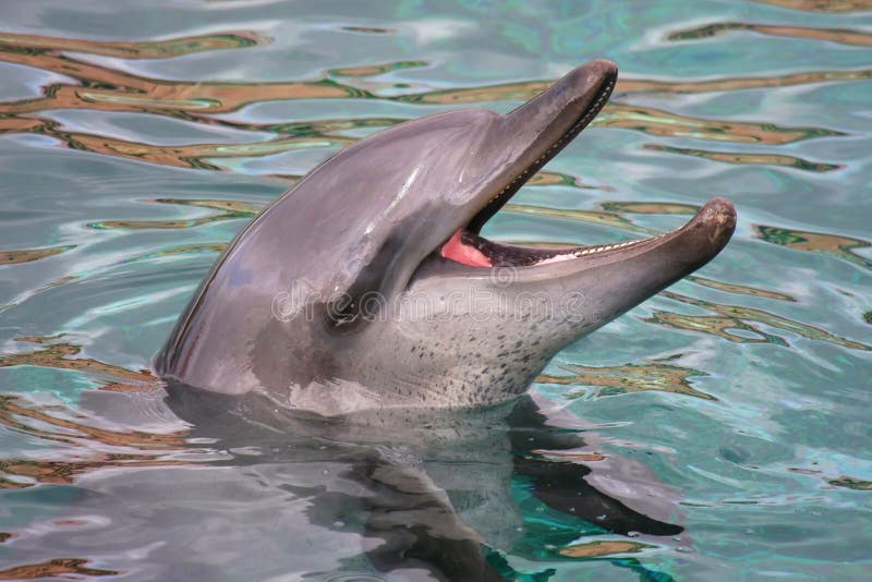 Dolphin Mouth Open Stock Images - Download 198 Royalty Free Photos