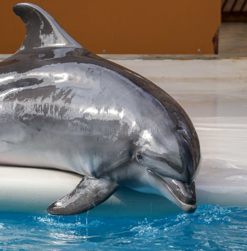 Dolphin Portrait Over the Water Stock Photo - Image of jumping ...
