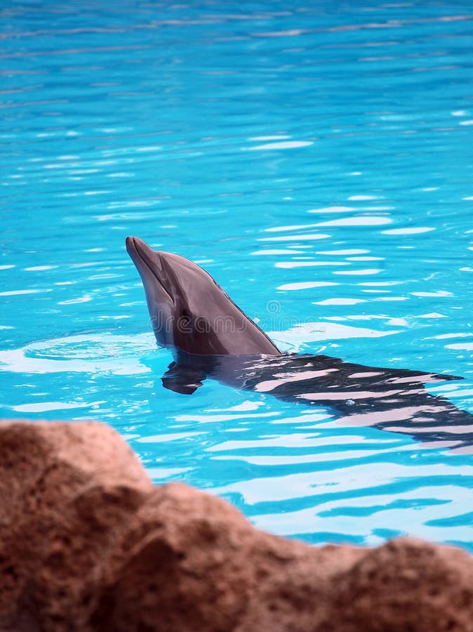 Dolphin posing in a pool stock image. Image of splash - 22722871