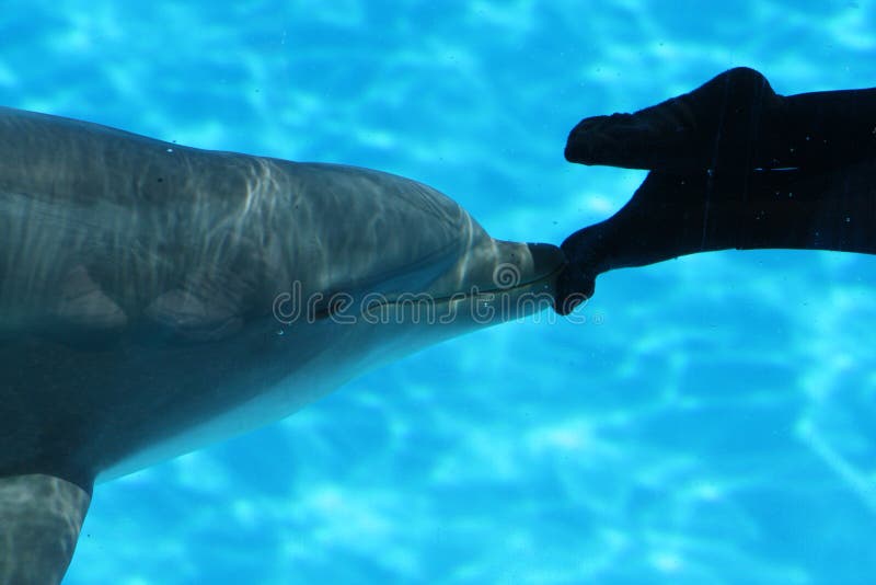 Dolphin Pushing Diver Feet stock photo. Image of friendly - 14982426