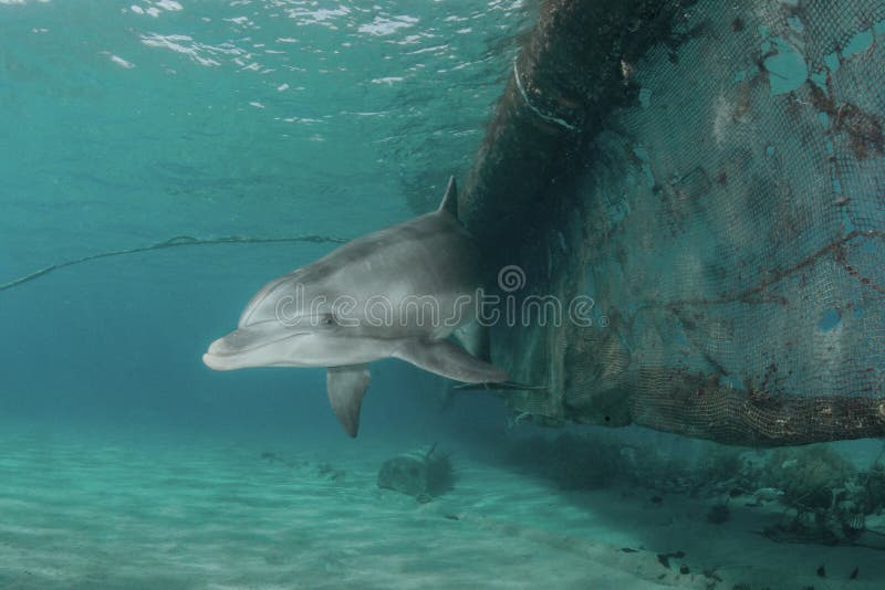 Dolphin , red sea stock photo. Image of marinelife, divingpic - 197294698