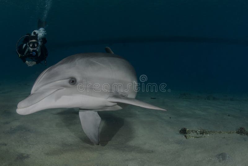 Dolphin , red sea stock image. Image of sealife, underwater - 197294743