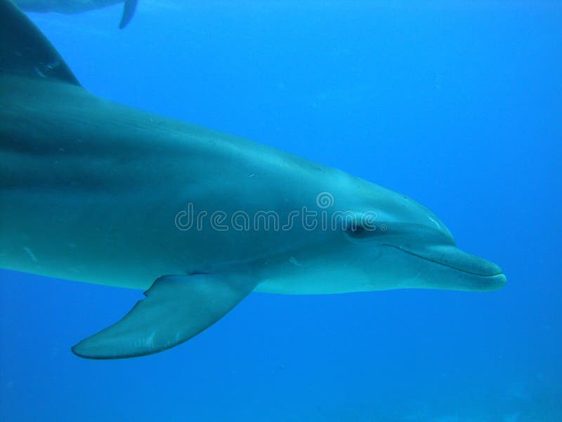 Dolphin in Red sea stock image. Image of animal, wallpaper - 111566009