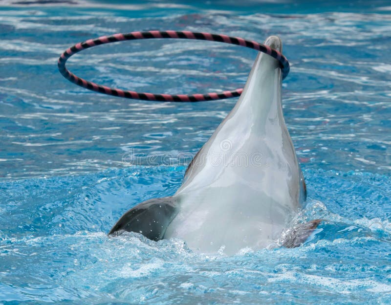 Dolphin Rotates the Ring on the Head Stock Photo - Image of ring, swims ...