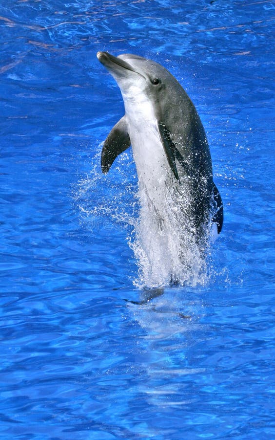 Dolphin stock photo. Image of water, dolphin, wildlife - 32047330