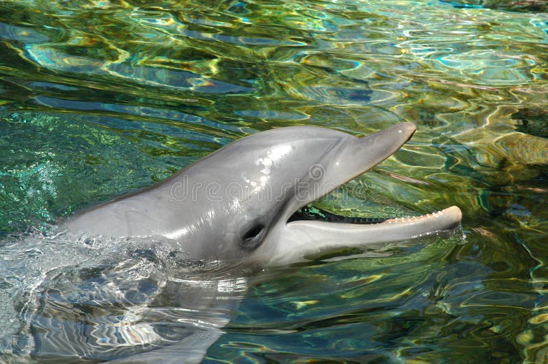 Dolphin stock photo. Image of dolphin, cute, fish, swim - 1247066