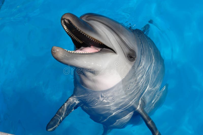 Happy dolphin smiling stock image. Image of black, nose - 89666279