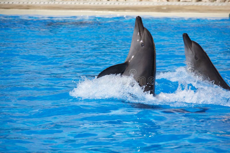 Dolphin show stock image. Image of park, jumping, swim - 83023773