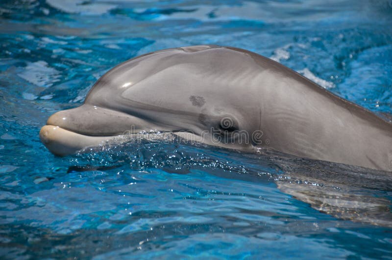 Dolphin with Head Above Water Stock Image - Image of swimming, side ...