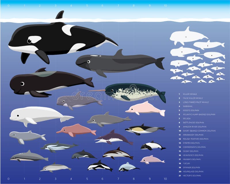 Dolphin Sizes Comparisons Cartoon Vector Illustration Set Stock Vector ...