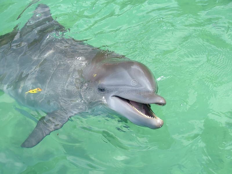 Dolphin Smile in Water. Dolphin in Water. Dolphin Smilin Stock Photo ...