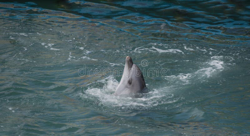 Dolphin Smile in Water. Cute Dolphin Smiling Stock Image - Image of ...