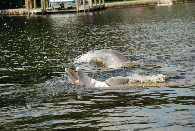 Dolphins splash stock image. Image of crystal, back - 103892797
