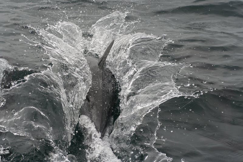 Dolphin splash stock photo. Image of mammal, porpoise - 11096672