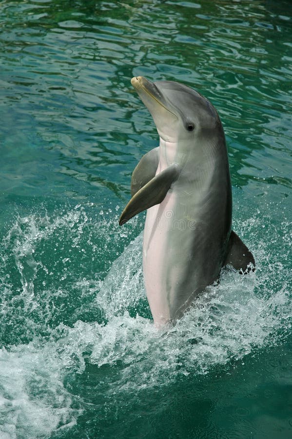 Dolphin Splash stock photo. Image of stunt, show, splash - 1863754