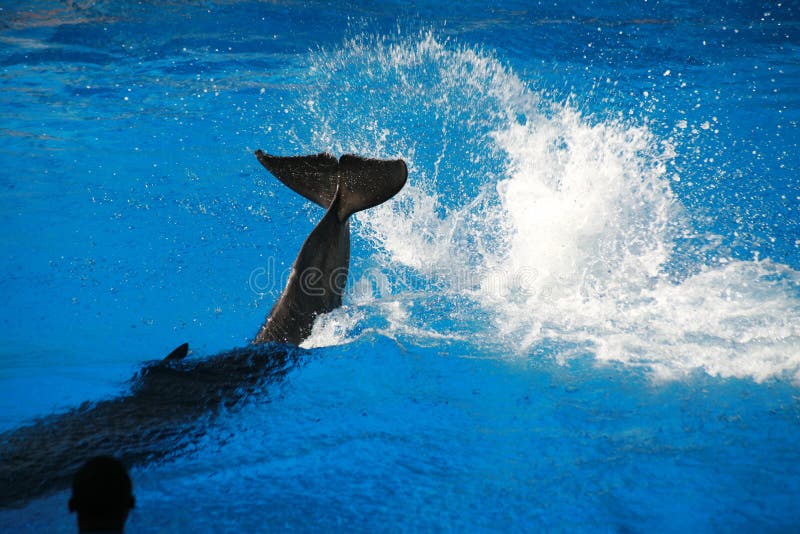 Dolphin splashing stock photo. Image of cute, bottlenose - 4240316