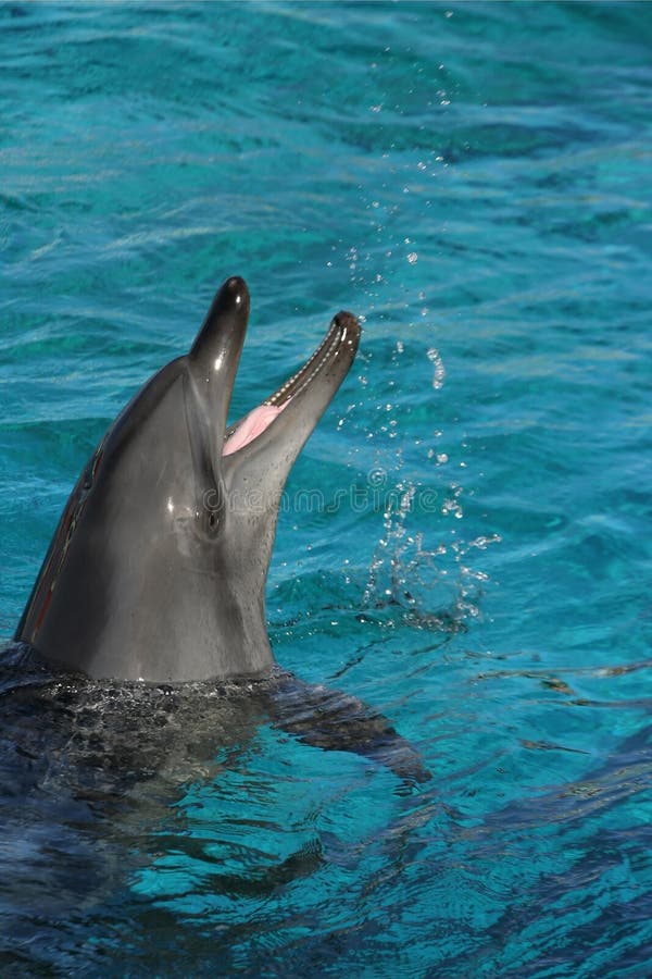 Dolphin splashing water stock image. Image of bottlenose - 6594549