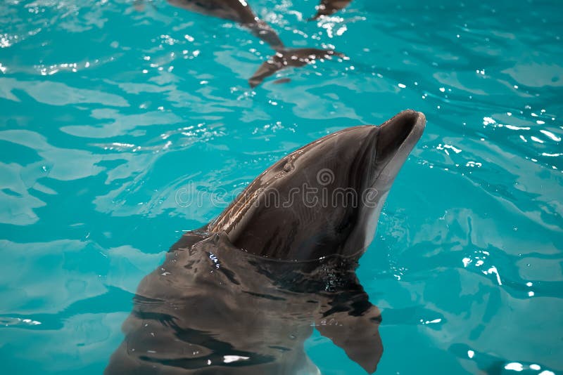 Dolphin Sticks Its Muzzle Out of the Water and Looks Around Stock Image ...