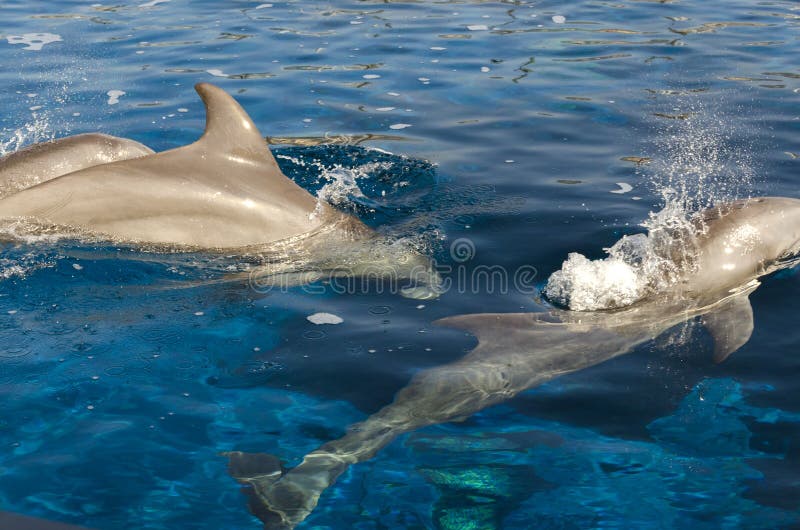 Dolphin on the Surface of the Water Stock Photo - Image of italy ...