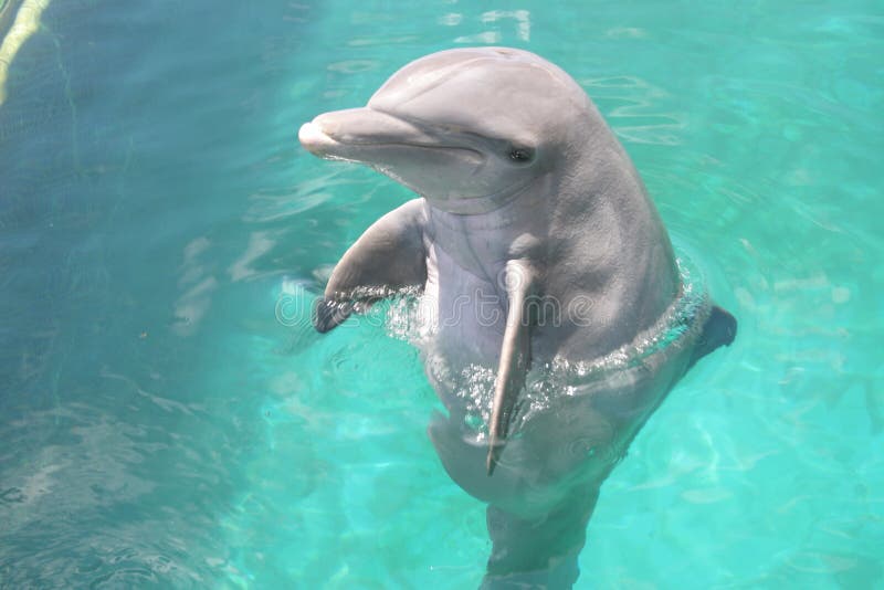 Dolphins Anguilla Stock Photos - Free & Royalty-Free Stock Photos from ...