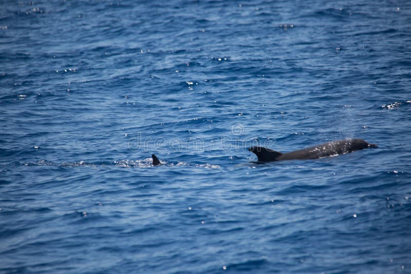 Dolphin Swimming Alone in the Sea, Dolphin Watching Stock Photo - Image ...