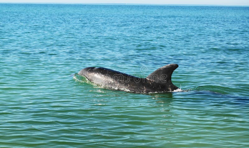 Dolphin stock image. Image of dolphin, summer, stay, ukraine - 75853713