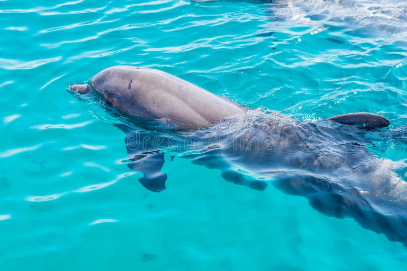 Dolphin stock image. Image of summer, blue, nature, dolphin - 53451709