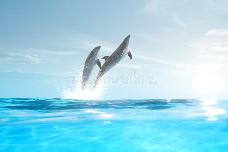Dolphin Swimming in Blue Crystal Water Stock Photo - Image of ocean ...
