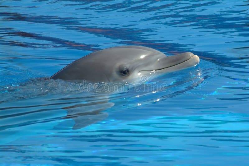 Dolphin Swimming in Blue Water Stock Image - Image of blowhole, aquatic ...