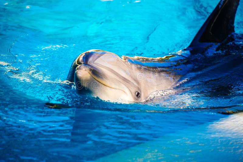 Dolphin Swimming in Blue Water Stock Photo - Image of nature, mouth ...