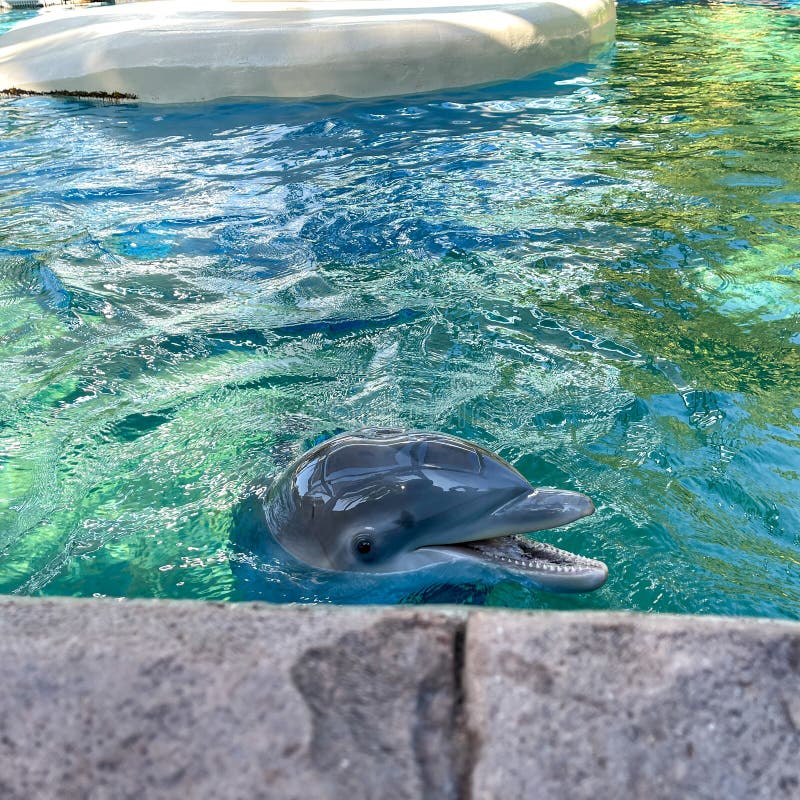 Dolphin Swimming in Blue Water Stock Image - Image of blue, pool: 204609985