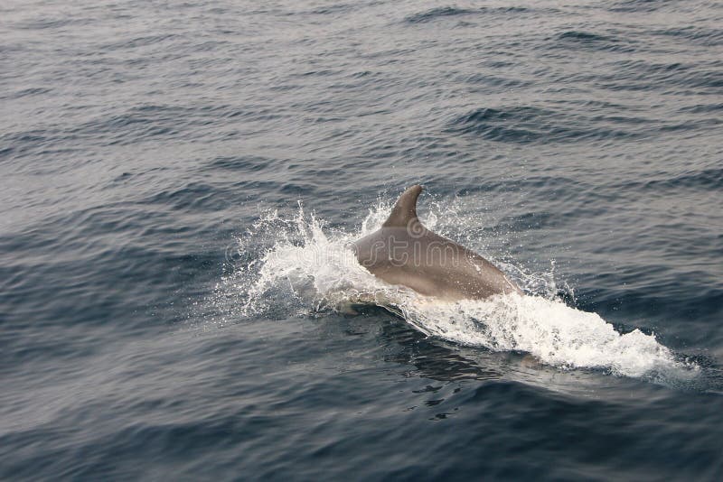 Dolphin stock image. Image of silver, white, dorsal, mediterranean ...