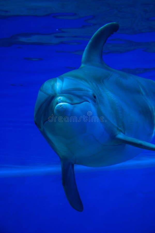 Man Dolphin Face Stock Photos - Free & Royalty-Free Stock Photos from ...